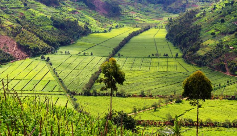 SORWATHE – a Luxmi Tea Estate – USINE A THE CYOHOHA – RUKERI RWANDA